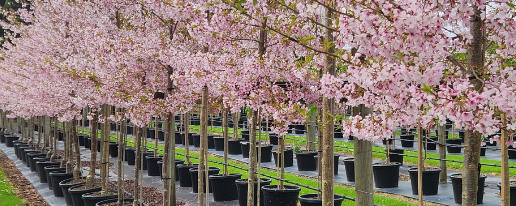 Rainbow Park Nurseries cuts emissions and energy bills - BraveTrace